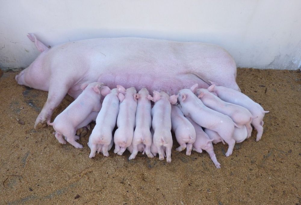 Bem-estar dos suínos começa com uma boa seleção genética